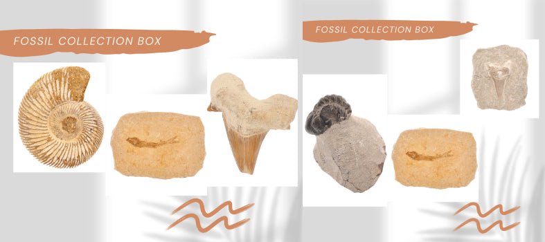 Fossil Gift Boxes for Kids | Discover Treasures | ForeverGems ...