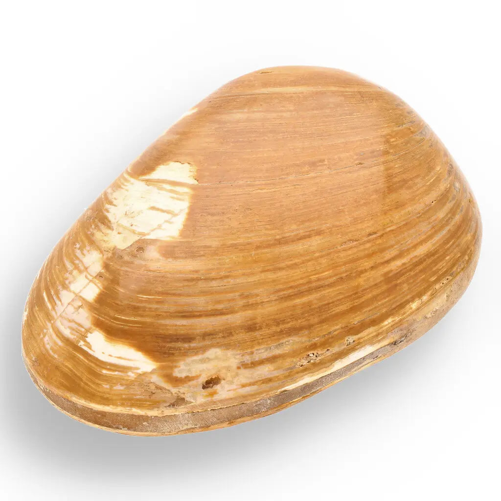 Jurassic Fossil Bivalve Clam Shell – Madagascar Origin – ForeverGems_SA